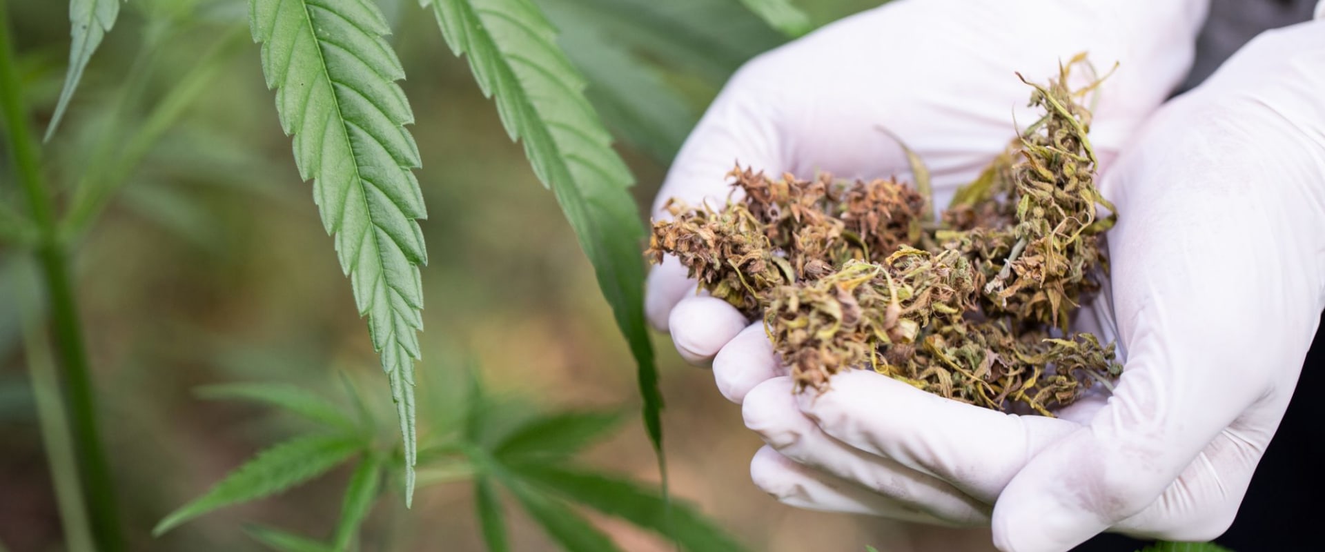 How do i get medical cannabis in the uk?