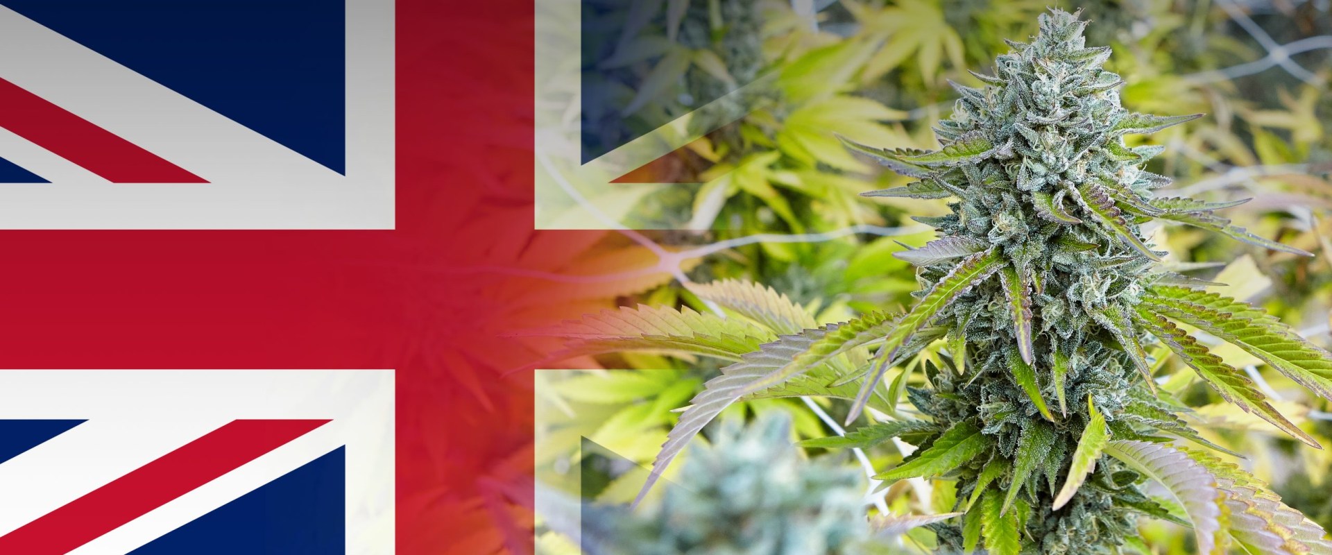 Popular Cannabis Strains for Medical Use in the UK